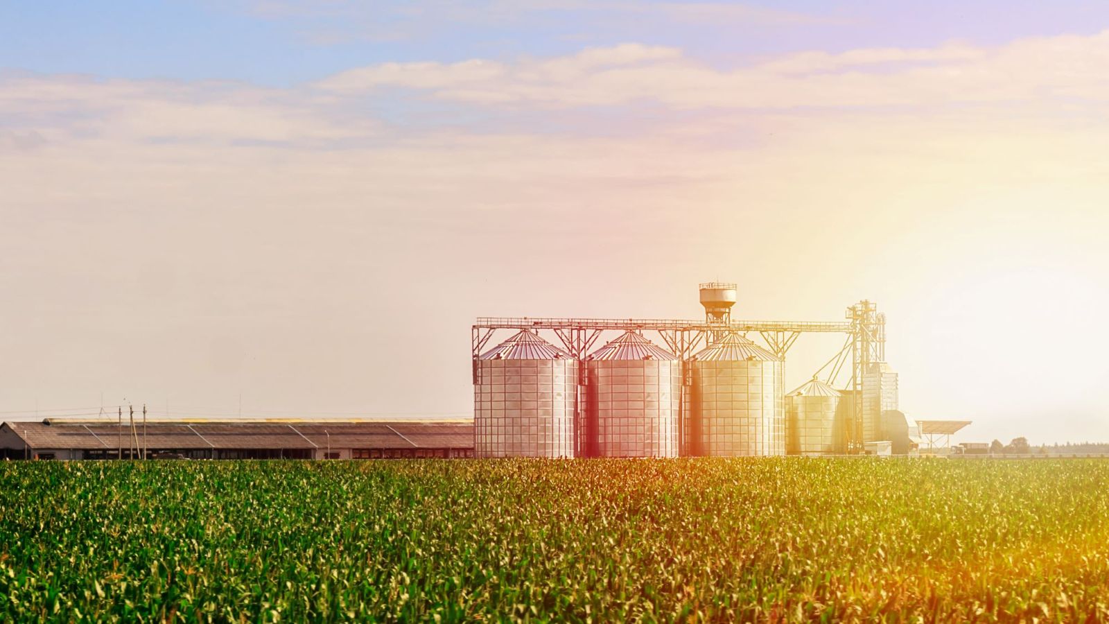 Viterra brand launch