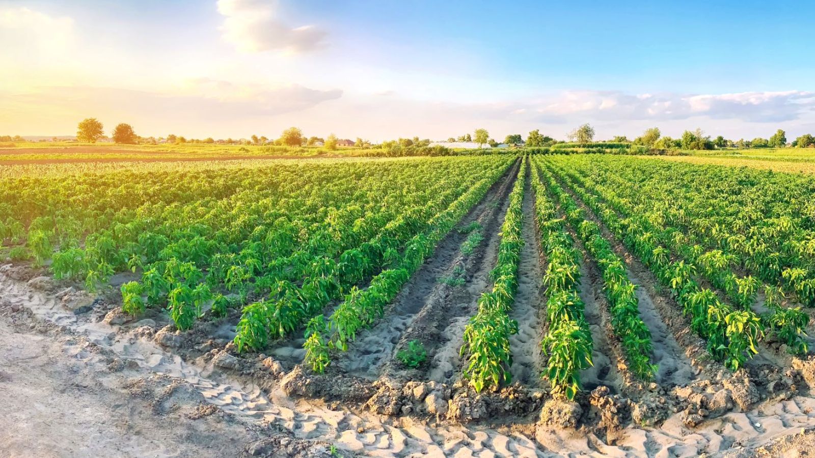 Bunge and Viterra Combine as a Premier Global Agribusiness Solution